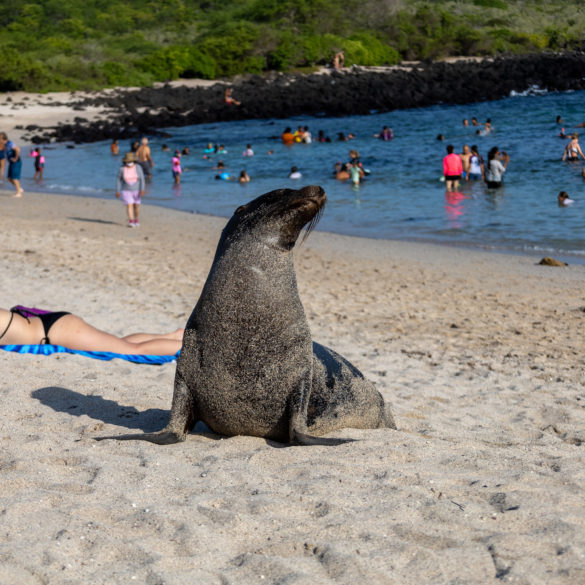 Galapagos Islands Land Based Tour for 9 Days in April